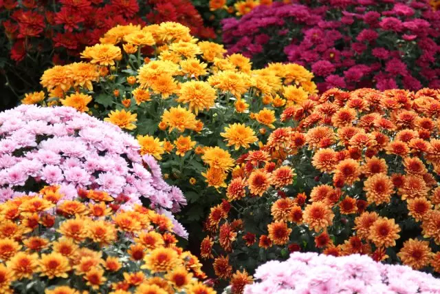 Chrysanthemum Koreaansk