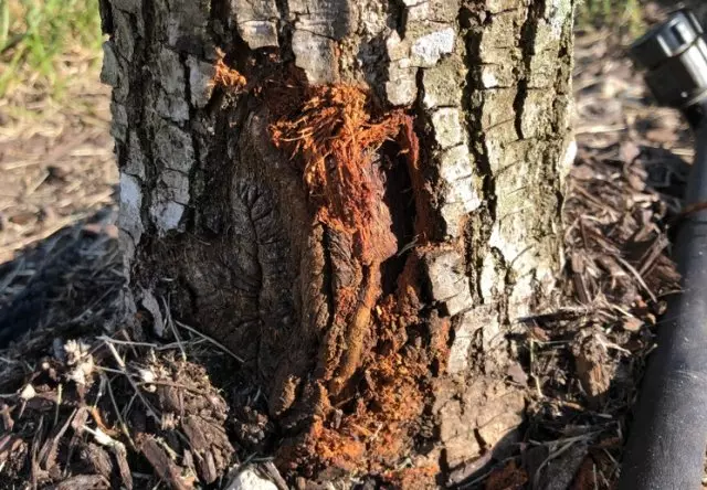 Wunden auf dem Baum