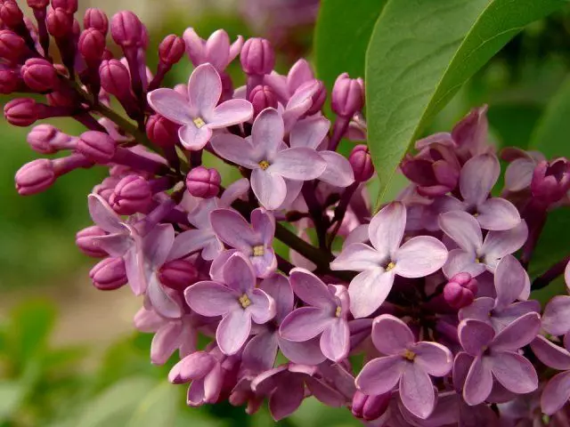 Lilac