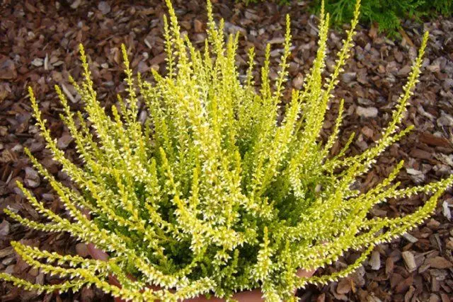 Mulching Heather.