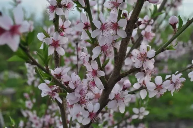 سیمی نرسری میں فارسی کھلونا