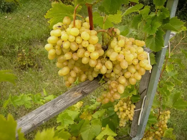 نرسری Semishov میں Vinograd آرکیڈیا