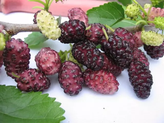 Mulberry katika kitalu semishov.