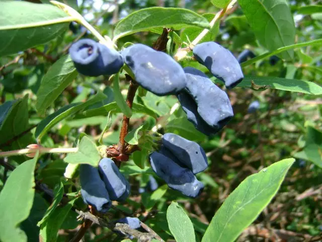 Ang honeysuckle na nakakain sa nursery ng Semishov