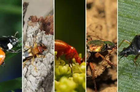 Túnpútsjes: Hoe kinne jo roazen beskermje tsjin sykten en pests, as d'r gjin gemikaliën binne by de hân 4344_15