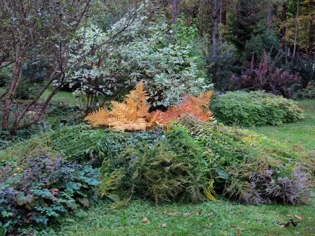 Ly av storskala hortensia for vinteren