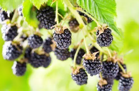 Top 7 Sweet Sweet Blackberry Lajikkeet 4353_1