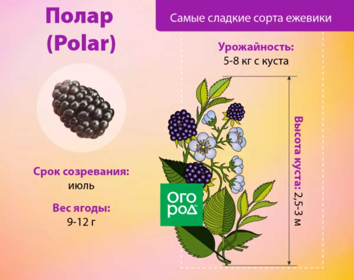 Blackberry Polyar