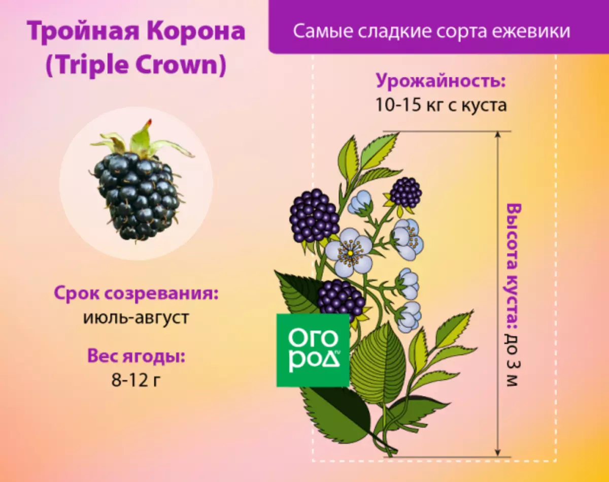 Blackberry Trojna krona