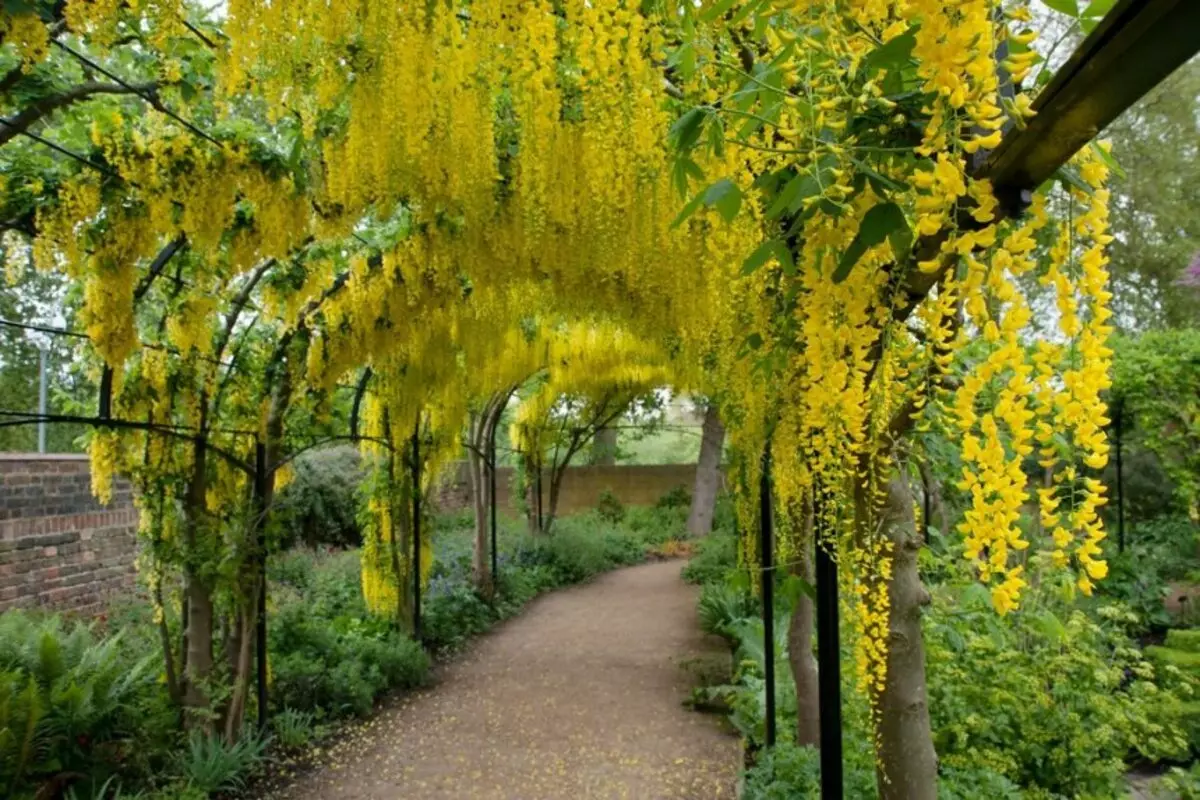 Die gevaarlikste park in die wêreld - 7 giftige plante van die tuin Alnwick 4401_36