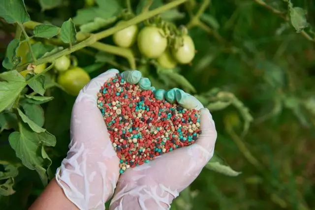 Kuposa kudyetsa tomato mu Julayi