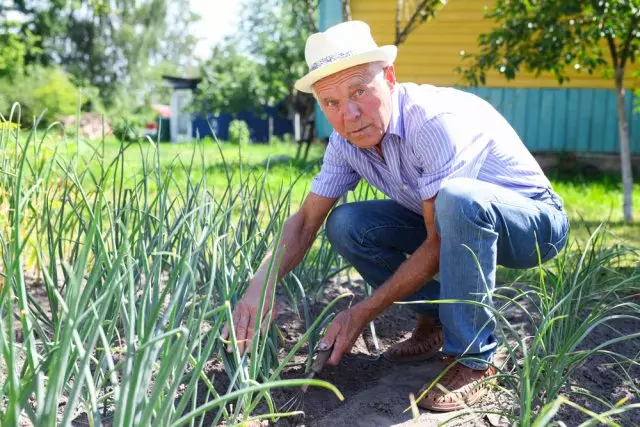 Ką nerimauti svogūnai liepos mėnesį