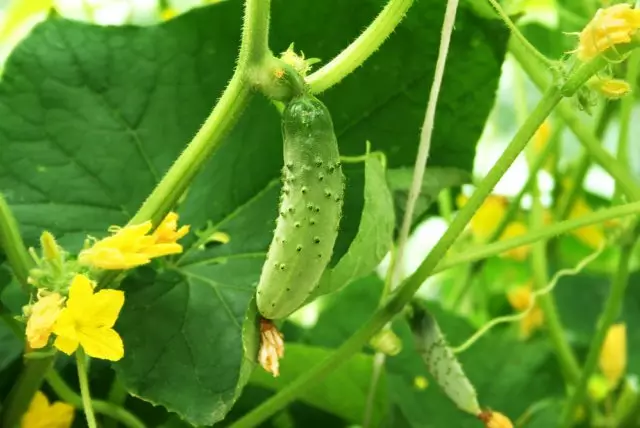 Kaysa sa feed ang mga pipino sa Hulyo