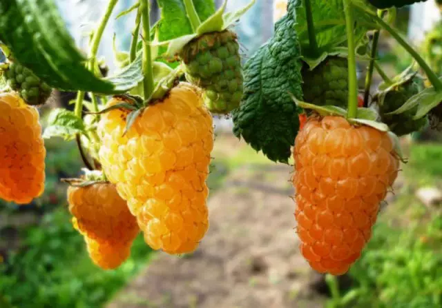 Raspberries Orange mrekulli