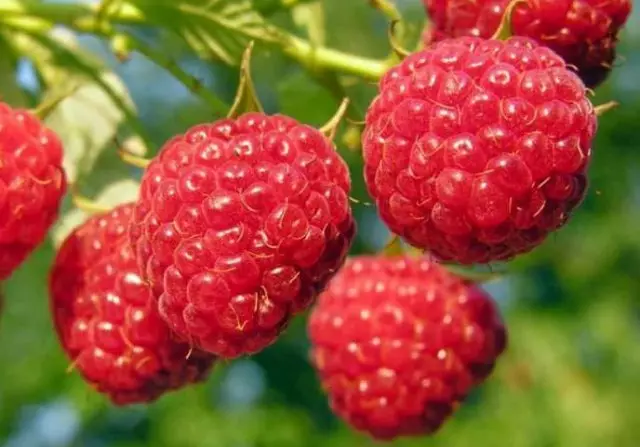 Raspberry Grade Glen Ampl