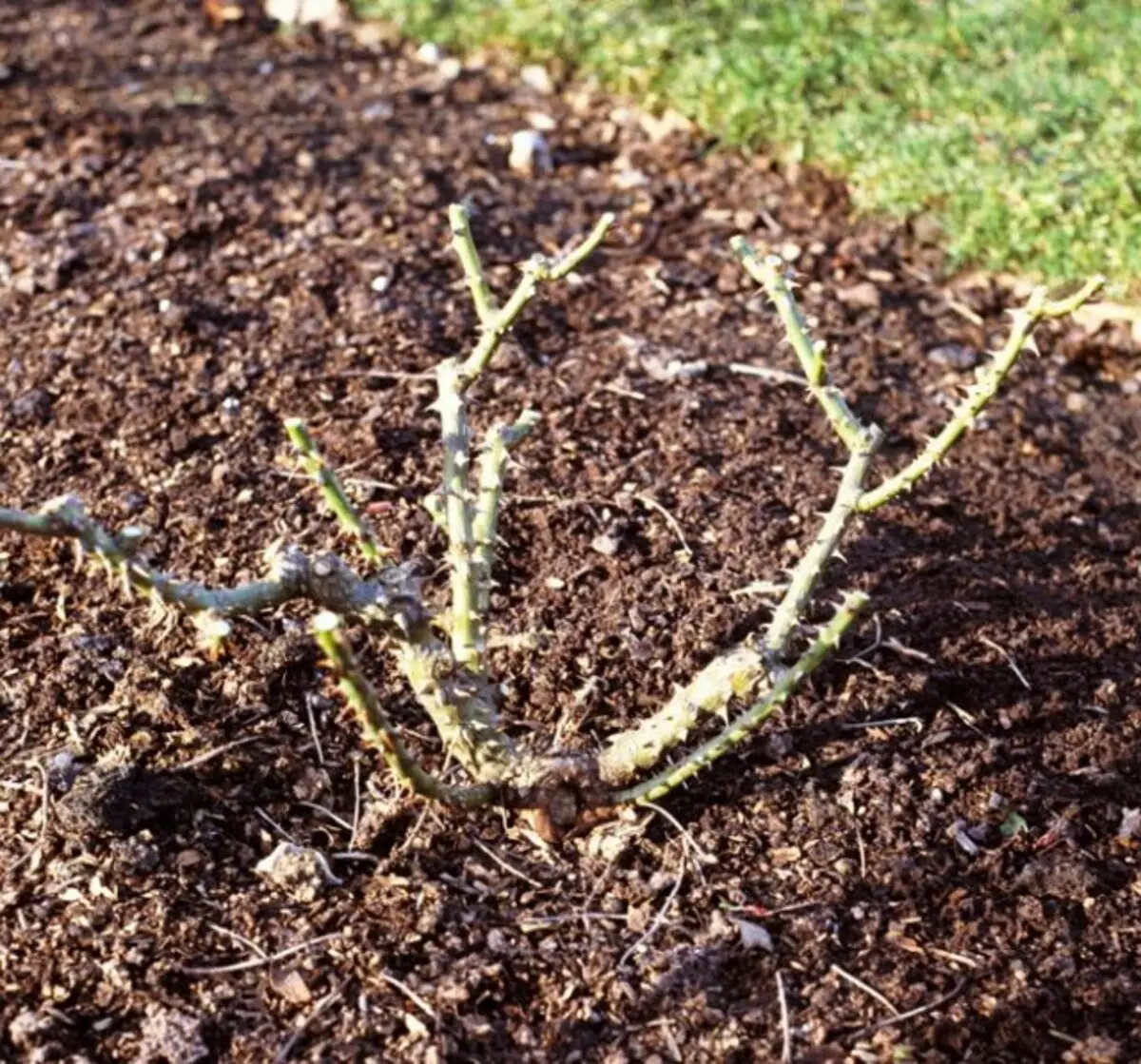 Trimming Roses Group Floribund