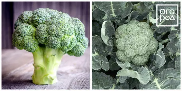 Broccoli Batavia F1.