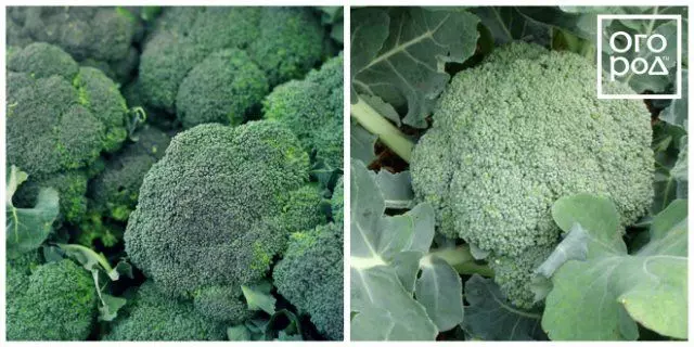 Broccoli jung f1.