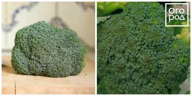 Broccoli virus.