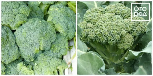 Broccoli xoăn đầu