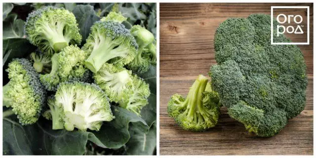 Broccoli Strombol F1.