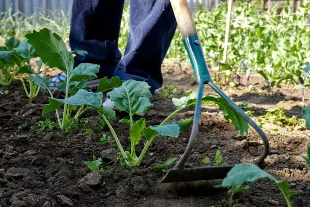 Ruffle kohlrabi.