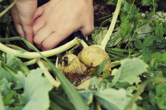 Kohlrabi, afectat per la podridura grisa