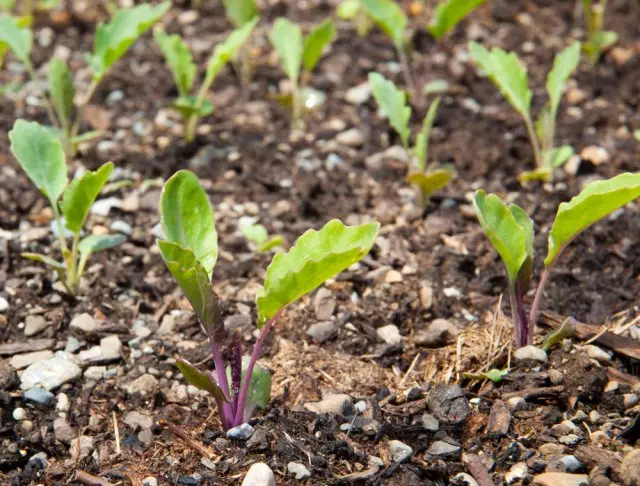 Sowing kollarbi rau hauv av