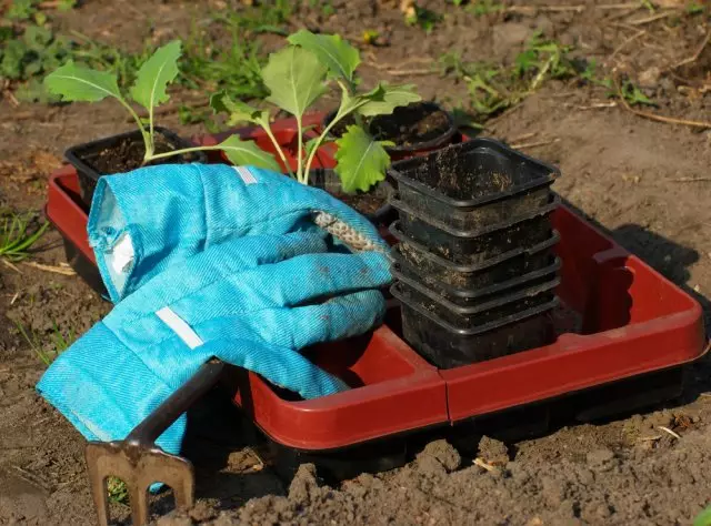 Zolrabi Seedling Landing.