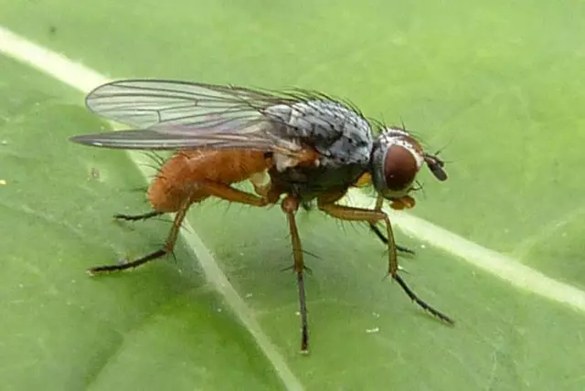 Fly Mining Beet.