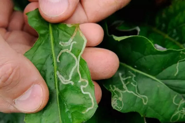 Traços de mosca de mineração