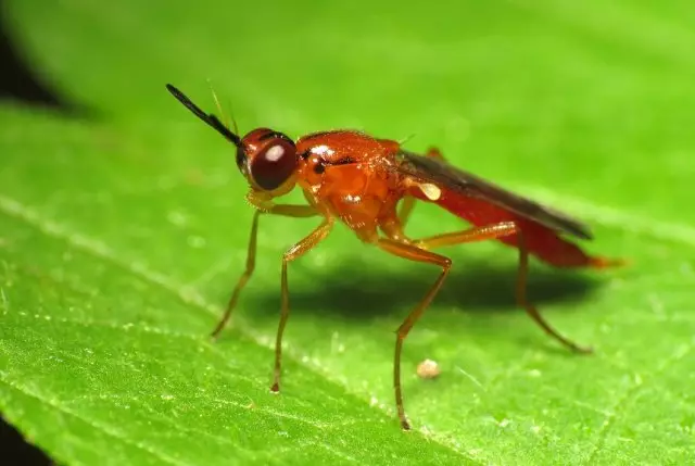 Fly de cenoura