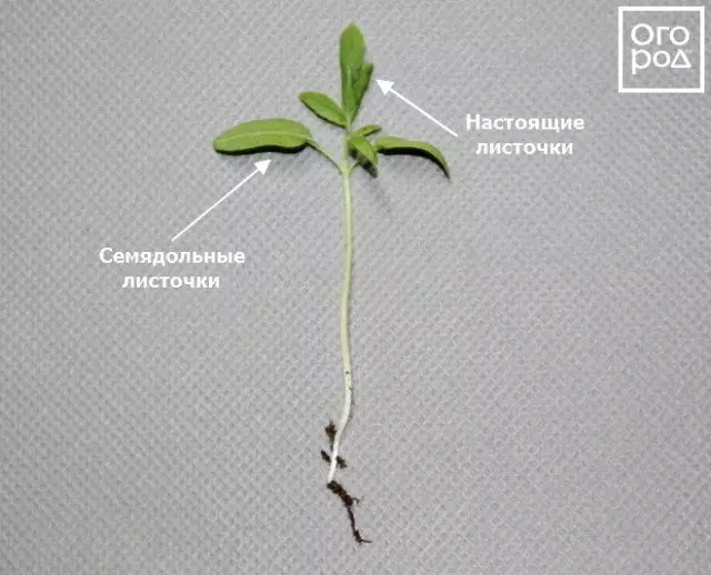 Seeding Utamatisi