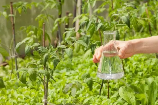 植物の免疫を増やす方法