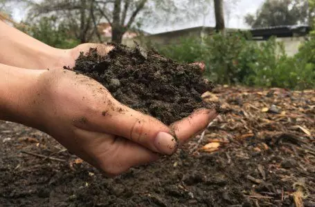 Hoe't jo de immuniteit fan planten ferheegje 4454_9