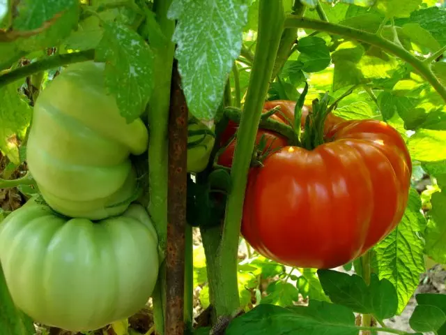Ground-da pomidorlar