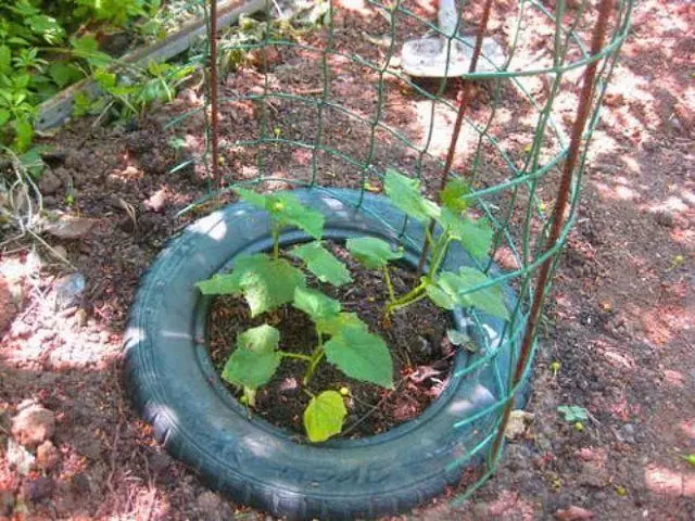 Гума садници