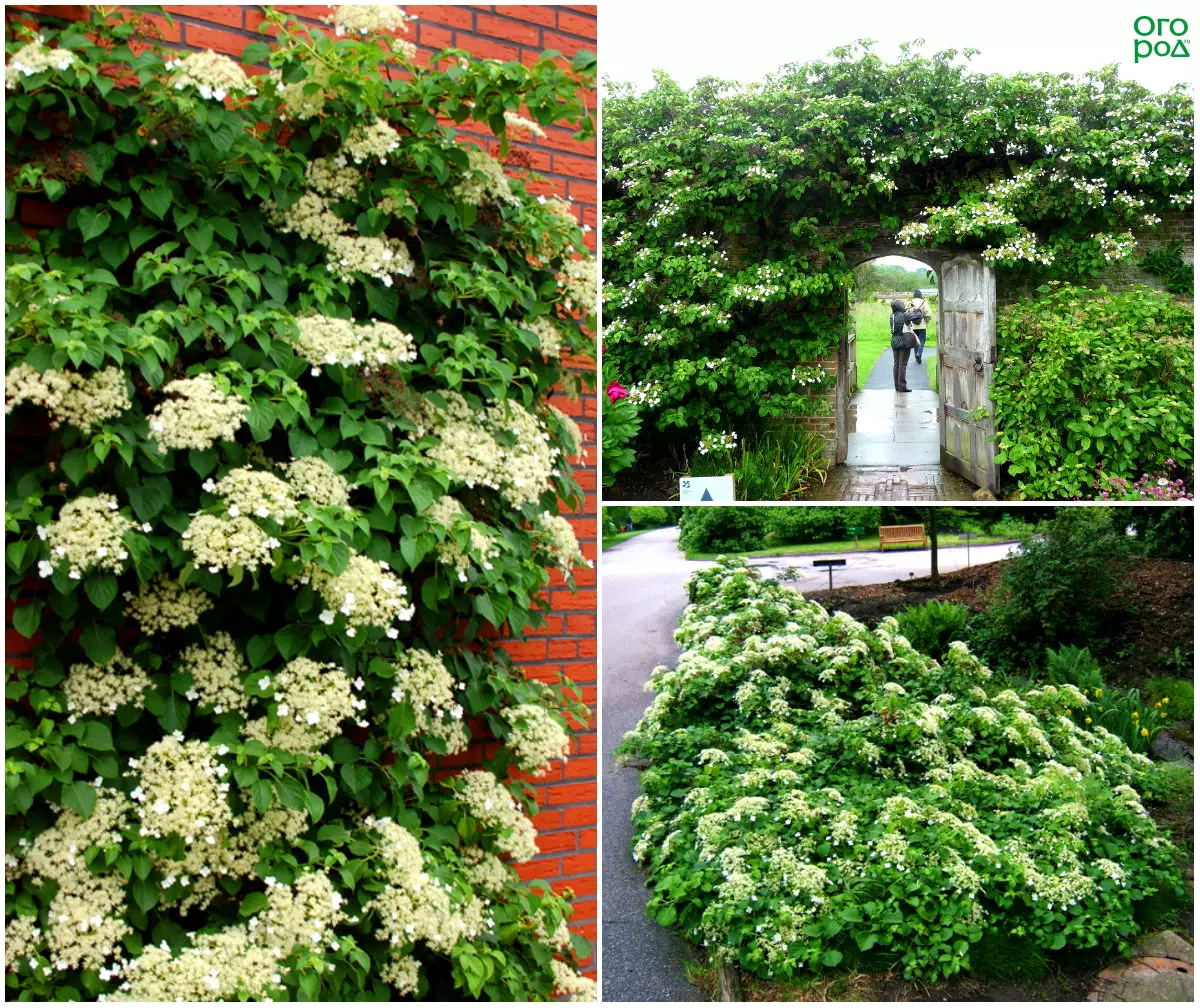 Hydrangea Hydrangea di baxçê de