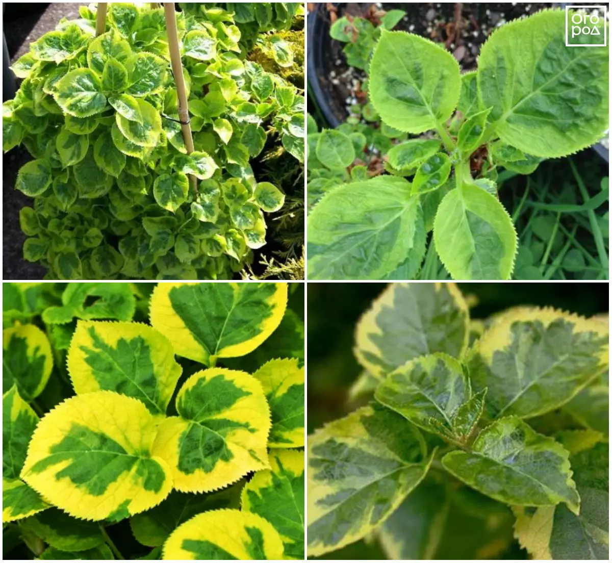 Miranda Miranda Hydrangea Folia