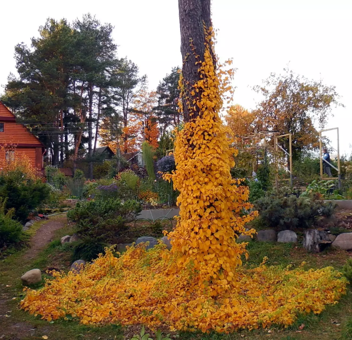 Hydyalena Cherry Autumn