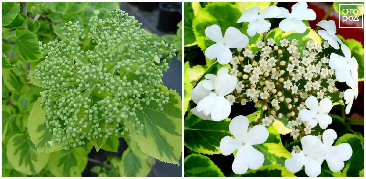 Miranda Chertail Hydranga Blossom