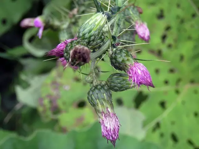 ଫିଲ୍ଡ ବଡିଆନ୍ ର କିପରି ମୁକ୍ତି ପାଇବେ |