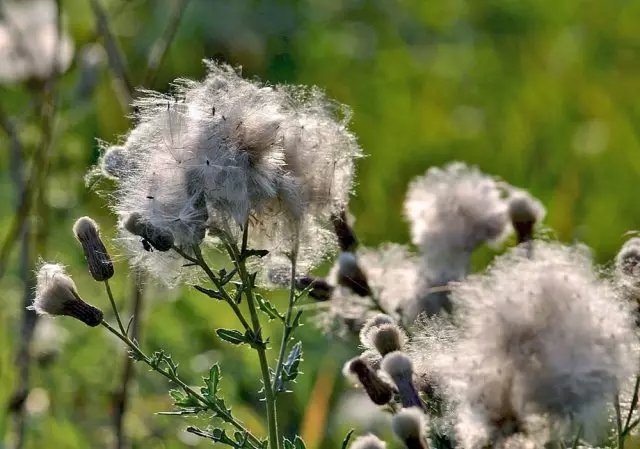 ଫିଲ୍ଡ ବଡିଆନ୍ ର କିପରି ମୁକ୍ତି ପାଇବେ |