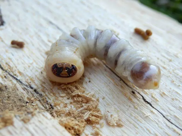 Grinder kumbang di rumah kayu - bagaimana cara menghilangkan tepi selamanya