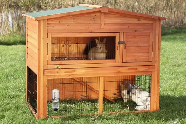 Lapins dans une cage