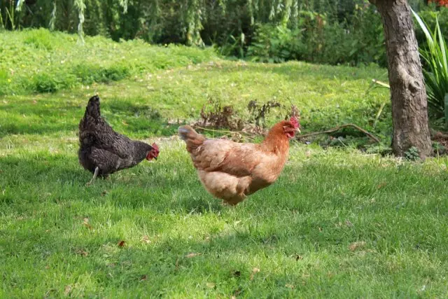 Poulets à la dacha