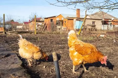 Est-il possible de fabriquer des animaux et des oiseaux en été en été, si vous n'y habitez pas? 4504_5