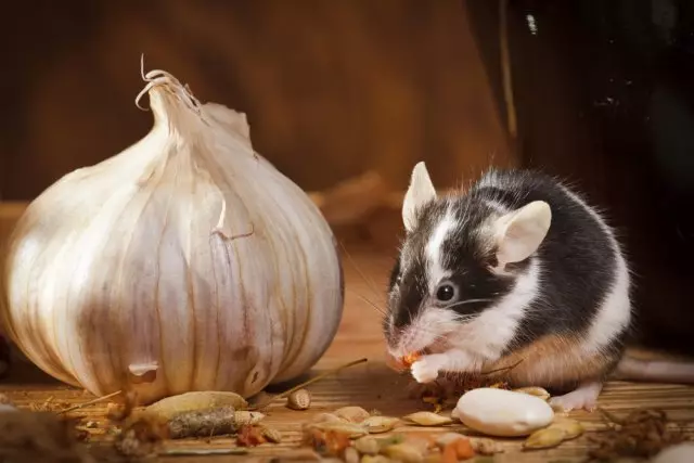 Mouse with garlic