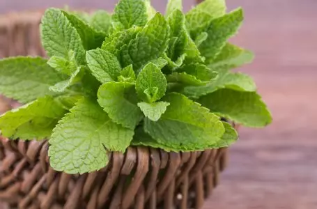 10 φαρμακευτικά φυτά που είναι εύκολο να αναπτυχθούν στο περβάζι το χειμώνα 4531_14