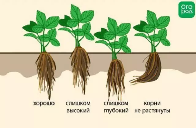 Freigian Strawberry Planting Scheme